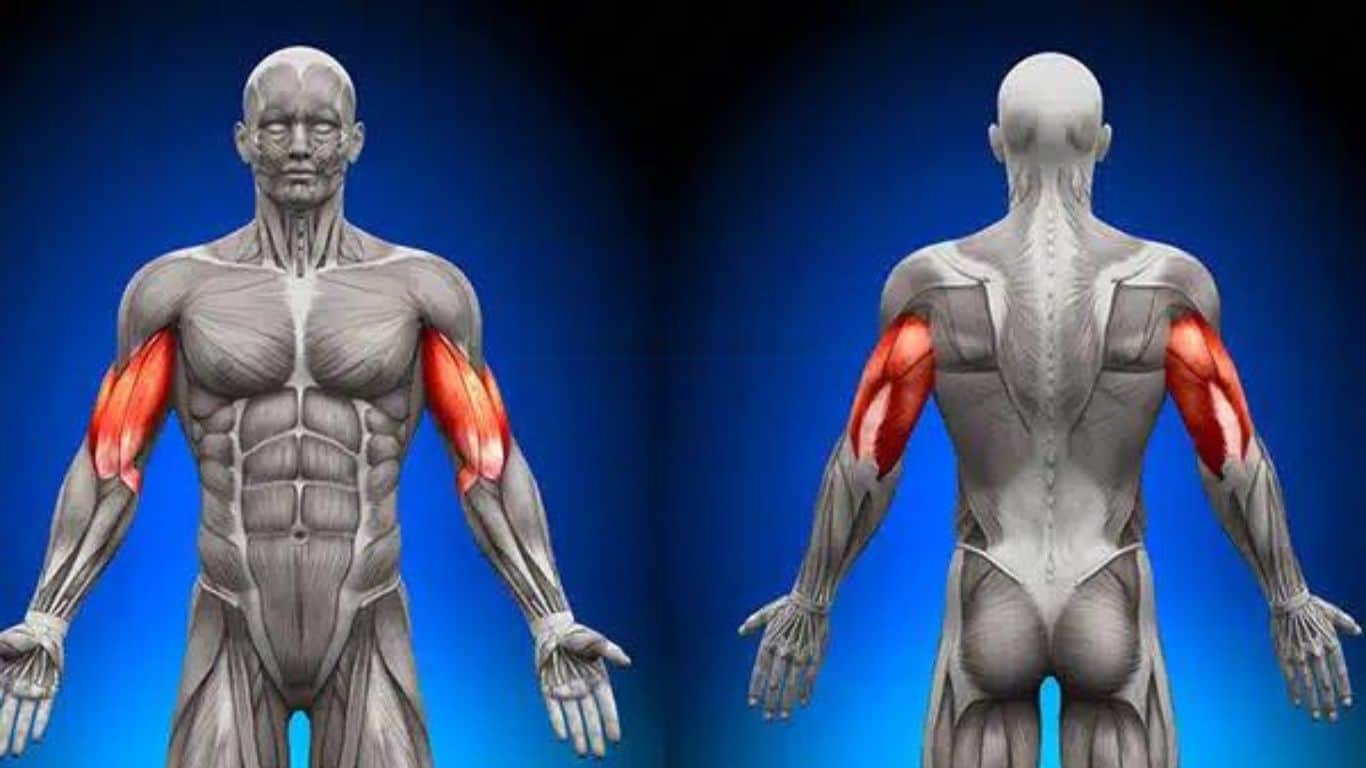 What Muscles Does Biking Work? - On Your Left